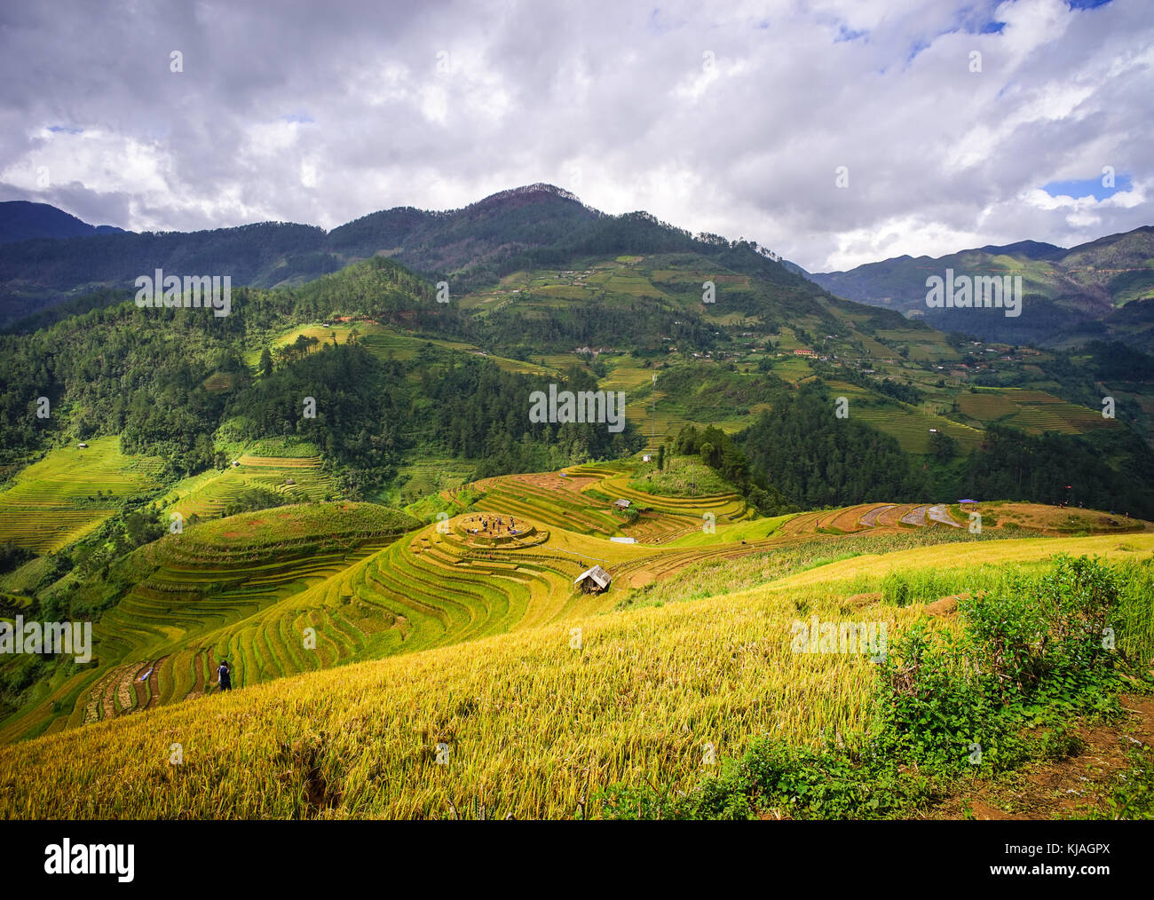 Terraced rice field at autumn in Northern Vietnam. Rice terraces are ...