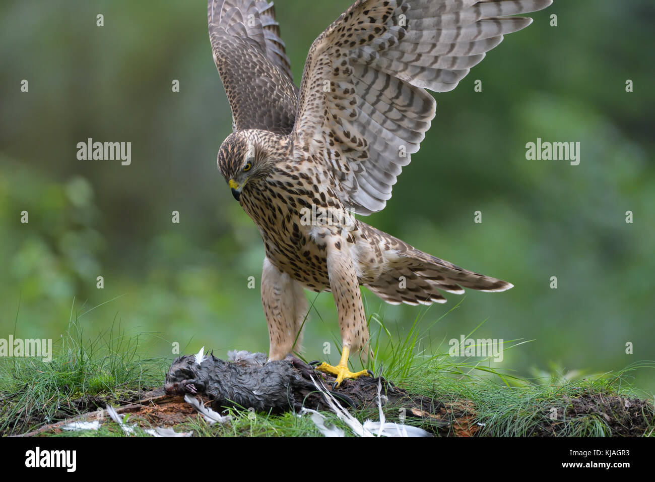 Northern Goshawk on a prey Stock Photo - Alamy
