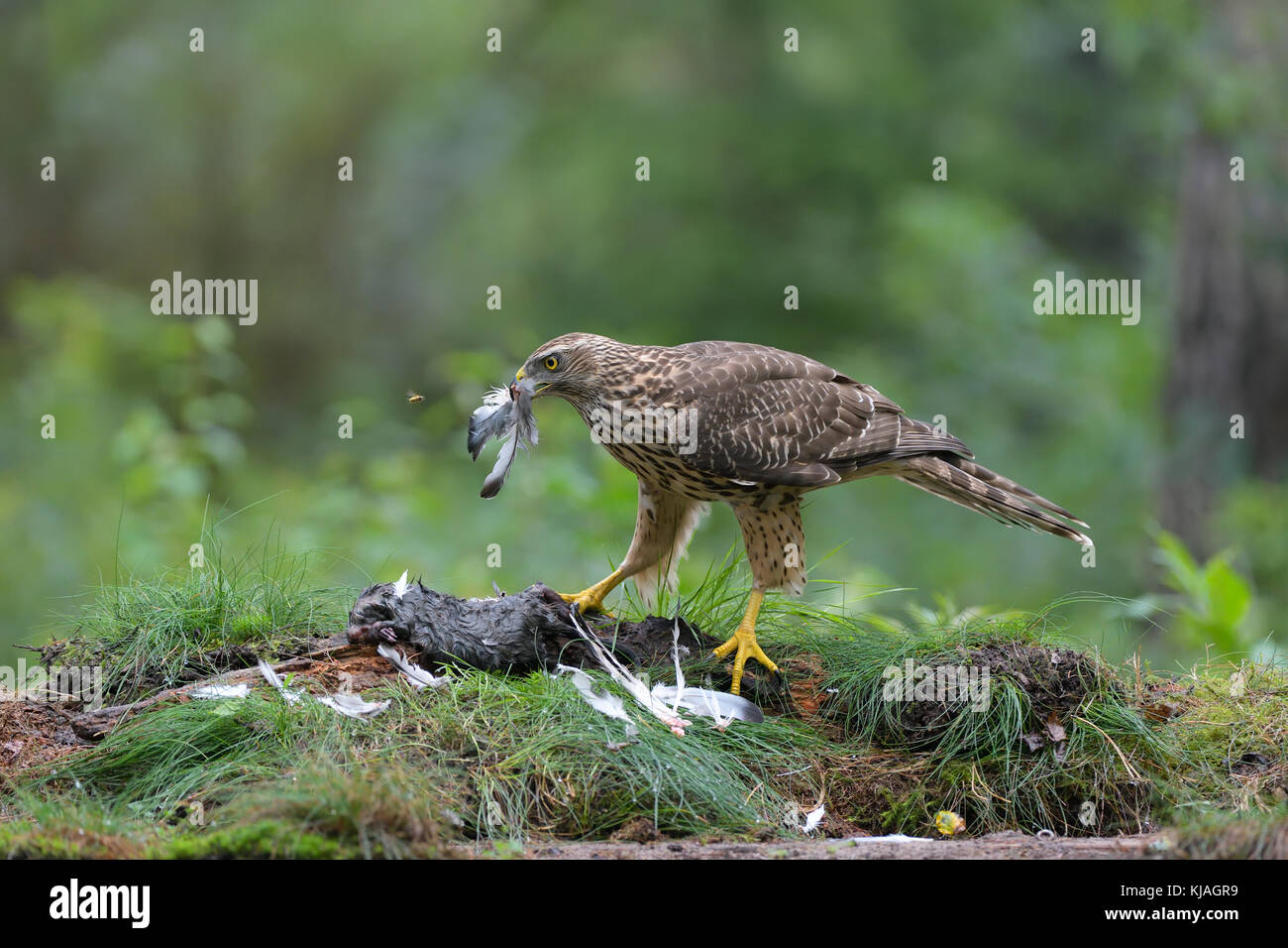 Northern Goshawk on a prey Stock Photo - Alamy