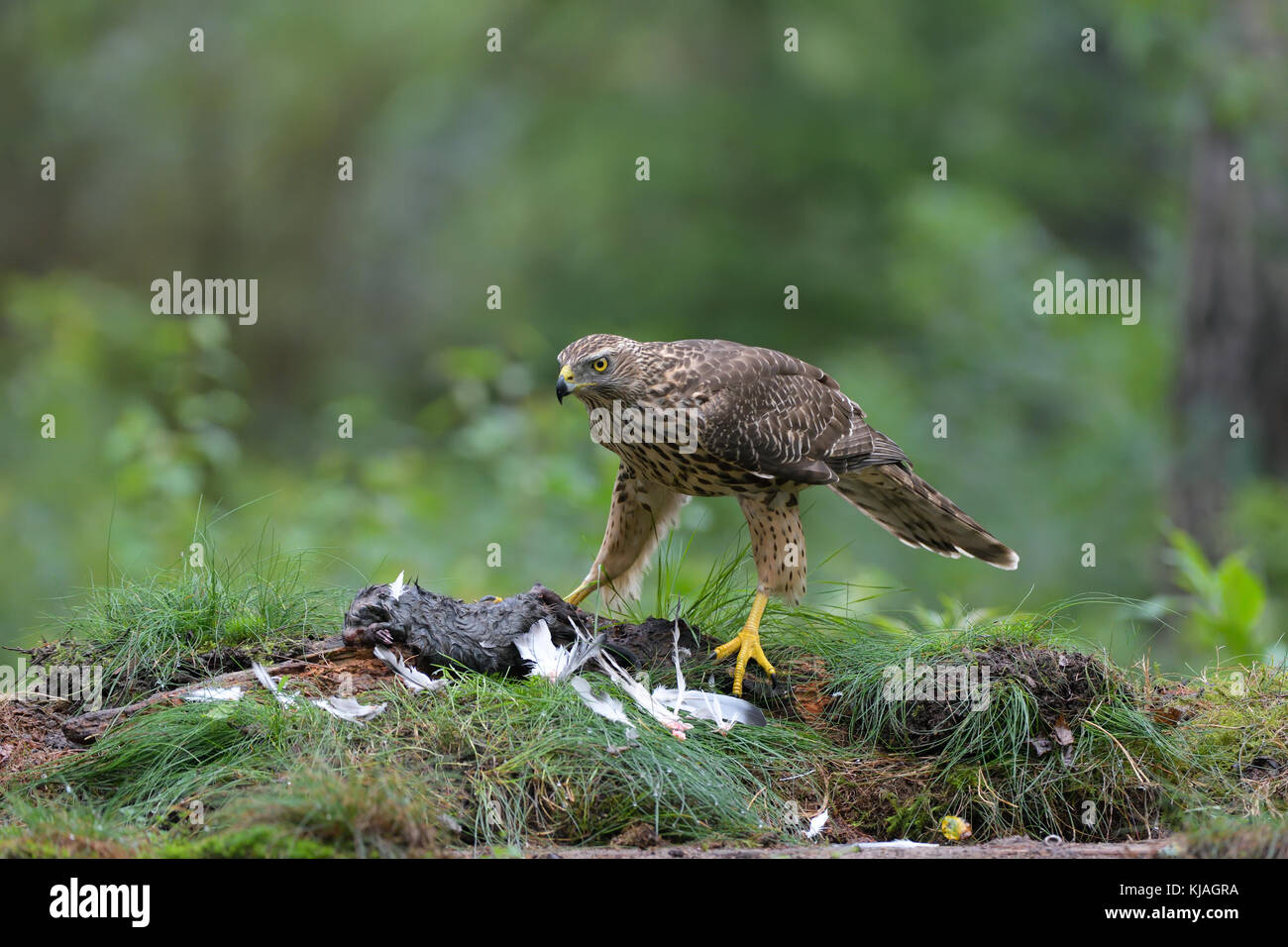 Northern Goshawk on a prey Stock Photo - Alamy