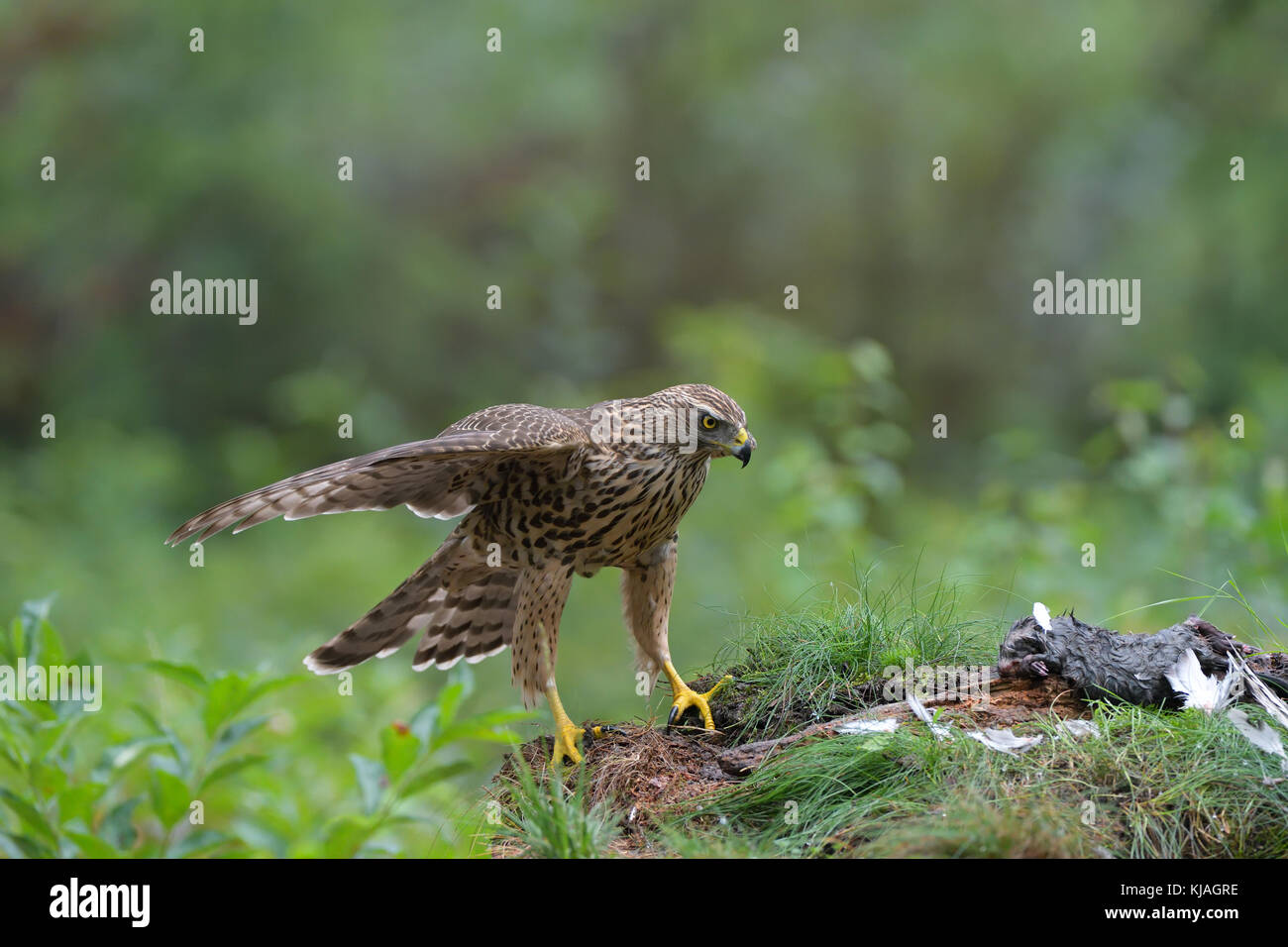 Northern Goshawk on a prey Stock Photo - Alamy