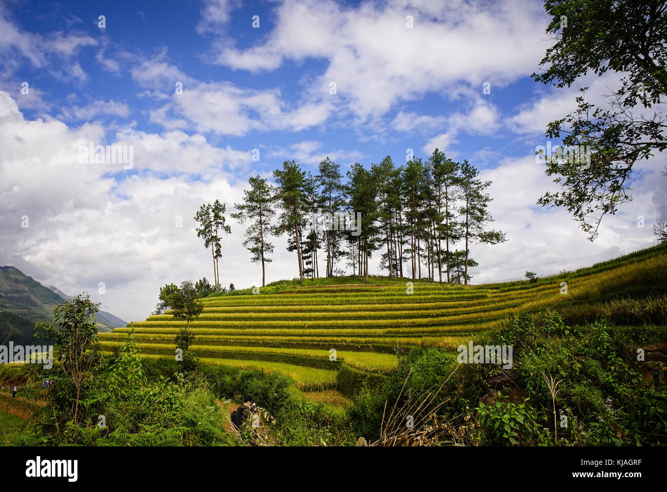 Terraced rice field at sunny day in Northern Vietnam. Rice terraces are ...