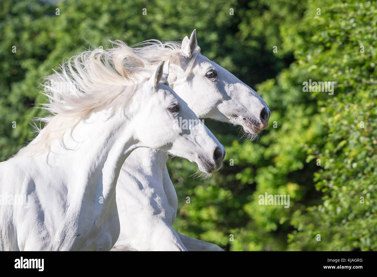 Lipizzan horse portrait hi-res stock photography and images - Alamy
