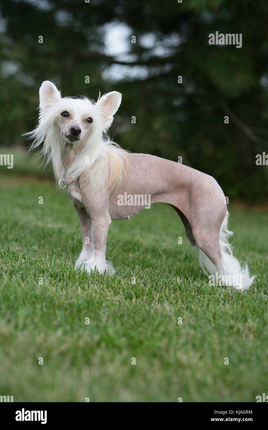 Chinese Hairless Dog standing on grass looking to the side Stock Photo ...