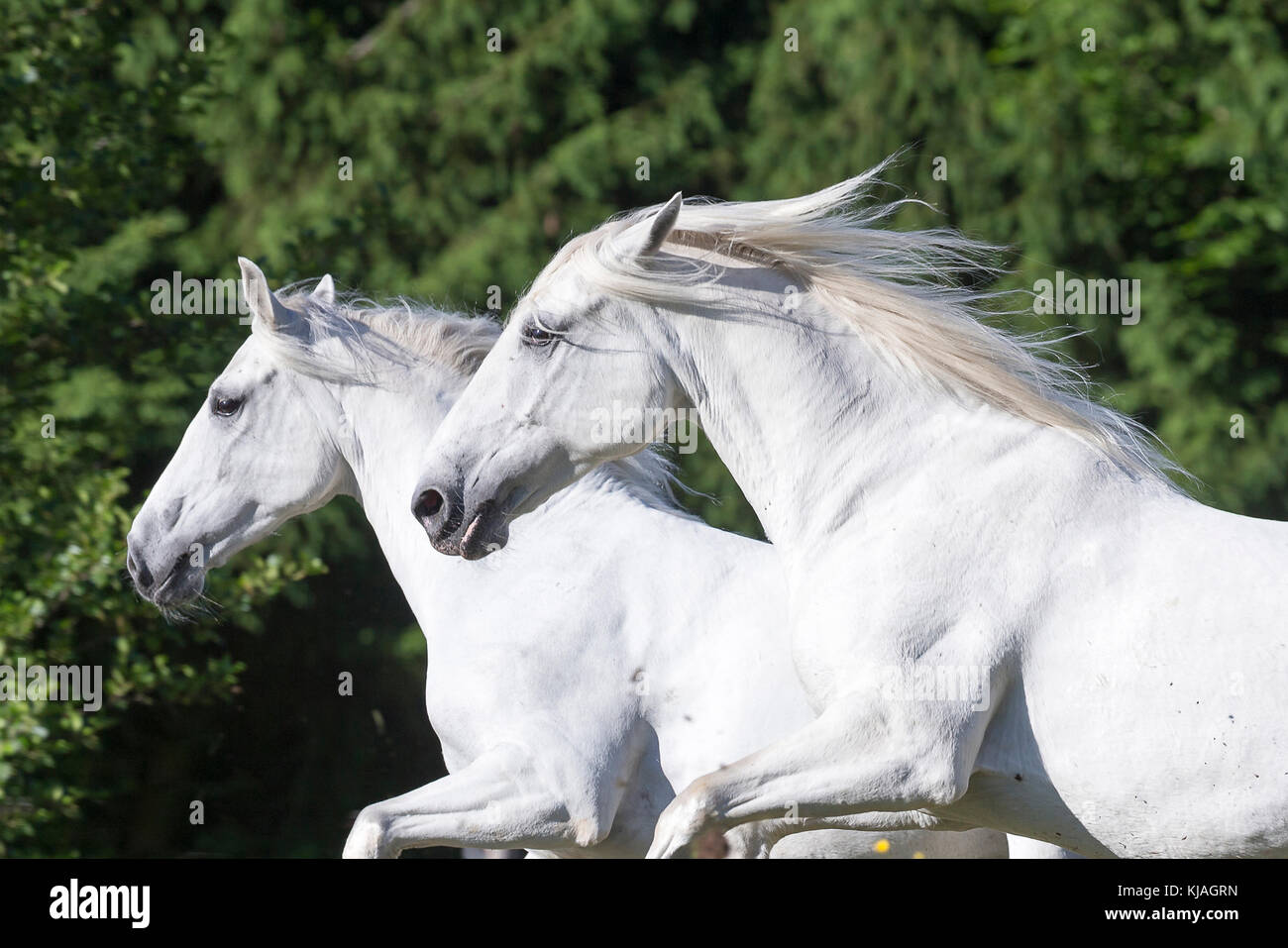 Lipizzan horse portrait hi-res stock photography and images - Alamy
