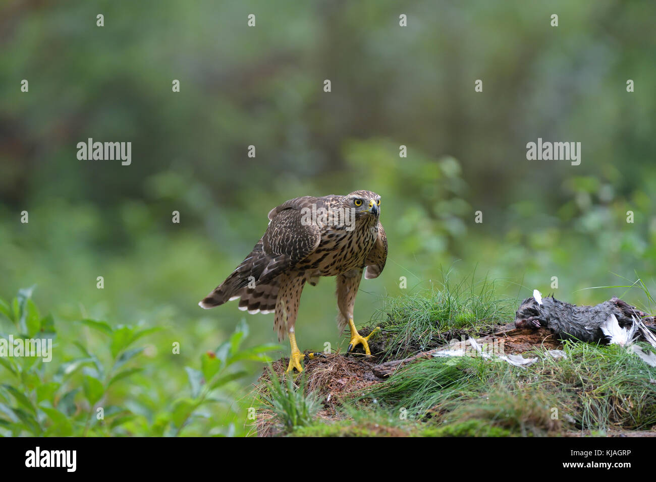 Northern Goshawk on a prey Stock Photo - Alamy