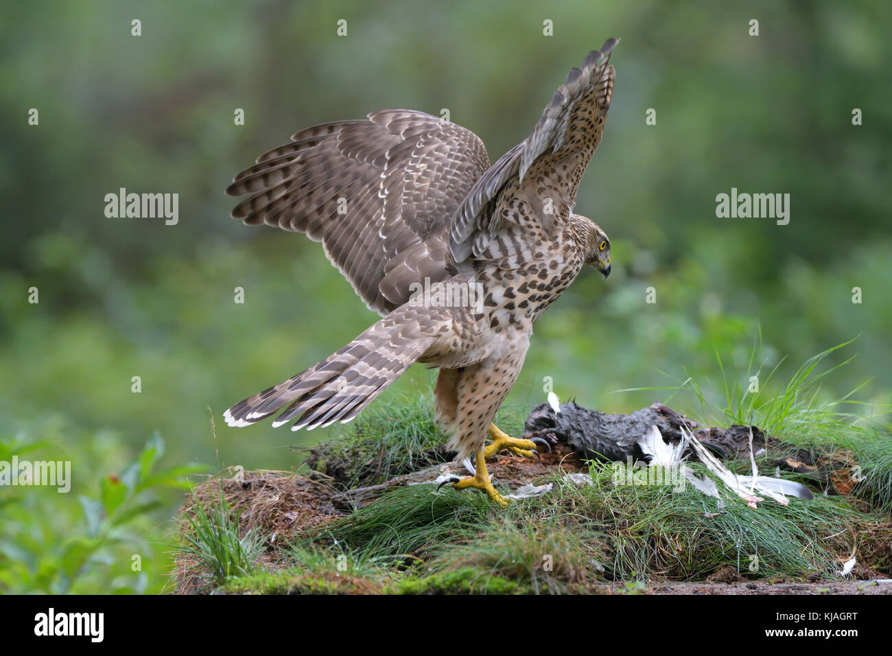Northern Goshawk on a prey Stock Photo - Alamy