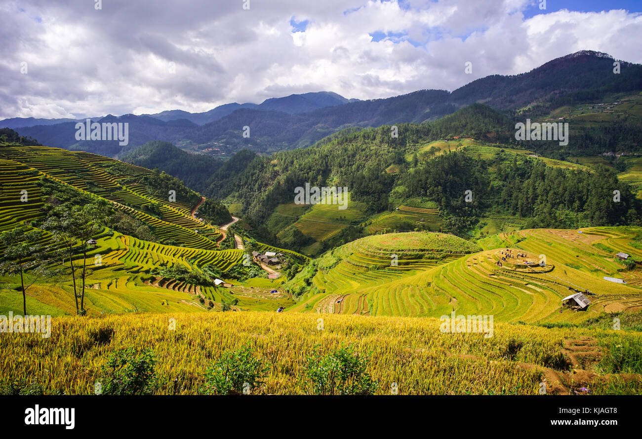 Terraced rice field at harvesting season in Northern Vietnam. Rice ...