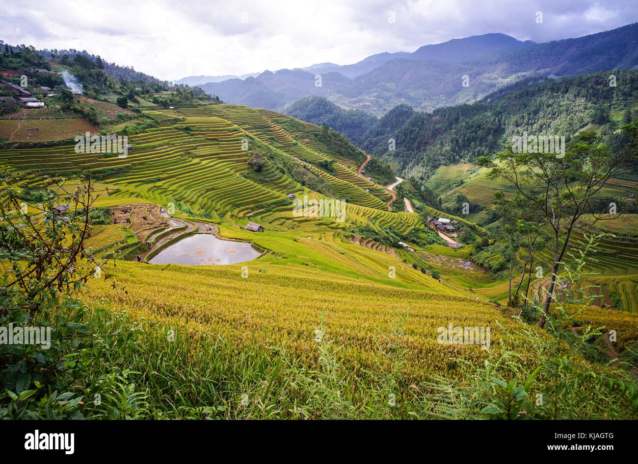 Terraced rice field in Yen Bai, Northern Vietnam. Rice terraces are ...