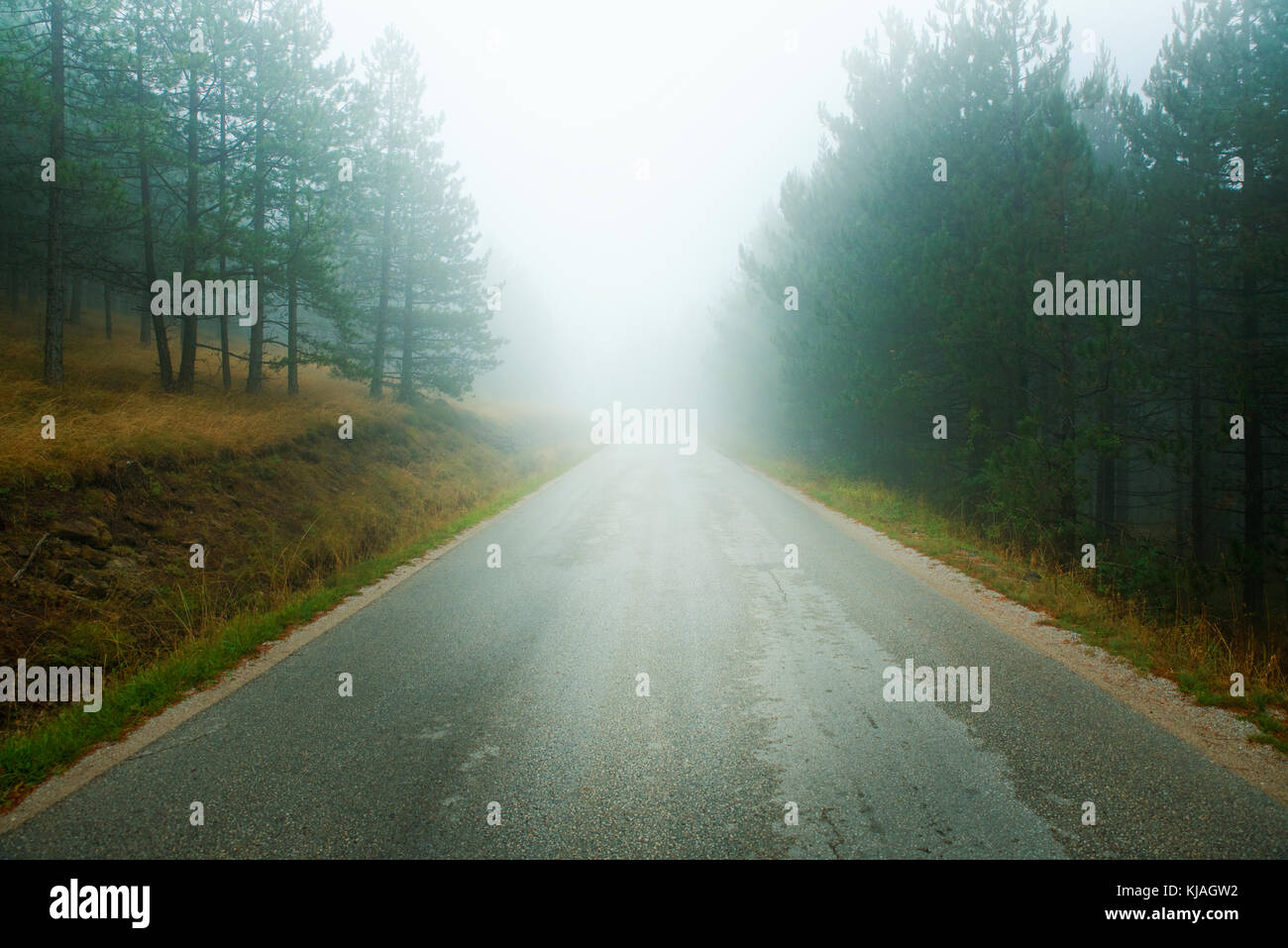 Fog on the road through the forest Stock Photo - Alamy