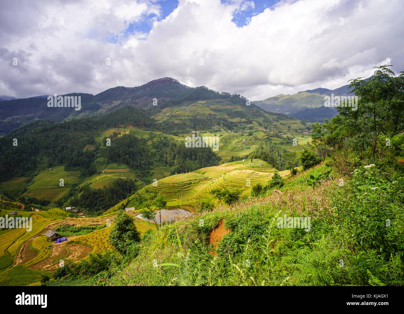 Terraced rice field in Sapa, Northern Vietnam. Sa Pa has the biggest ...