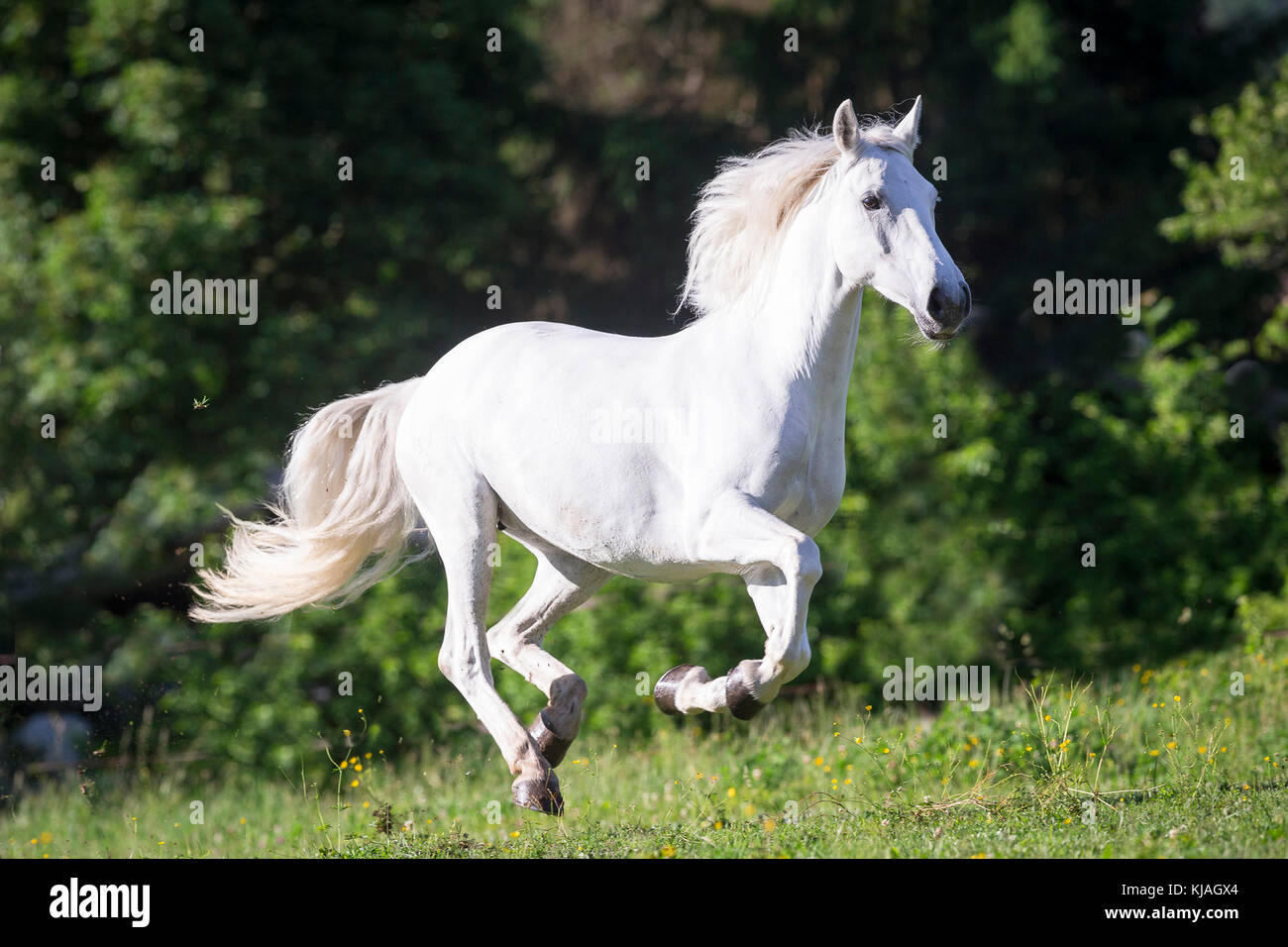 Lipizzan breed hi-res stock photography and images - Alamy