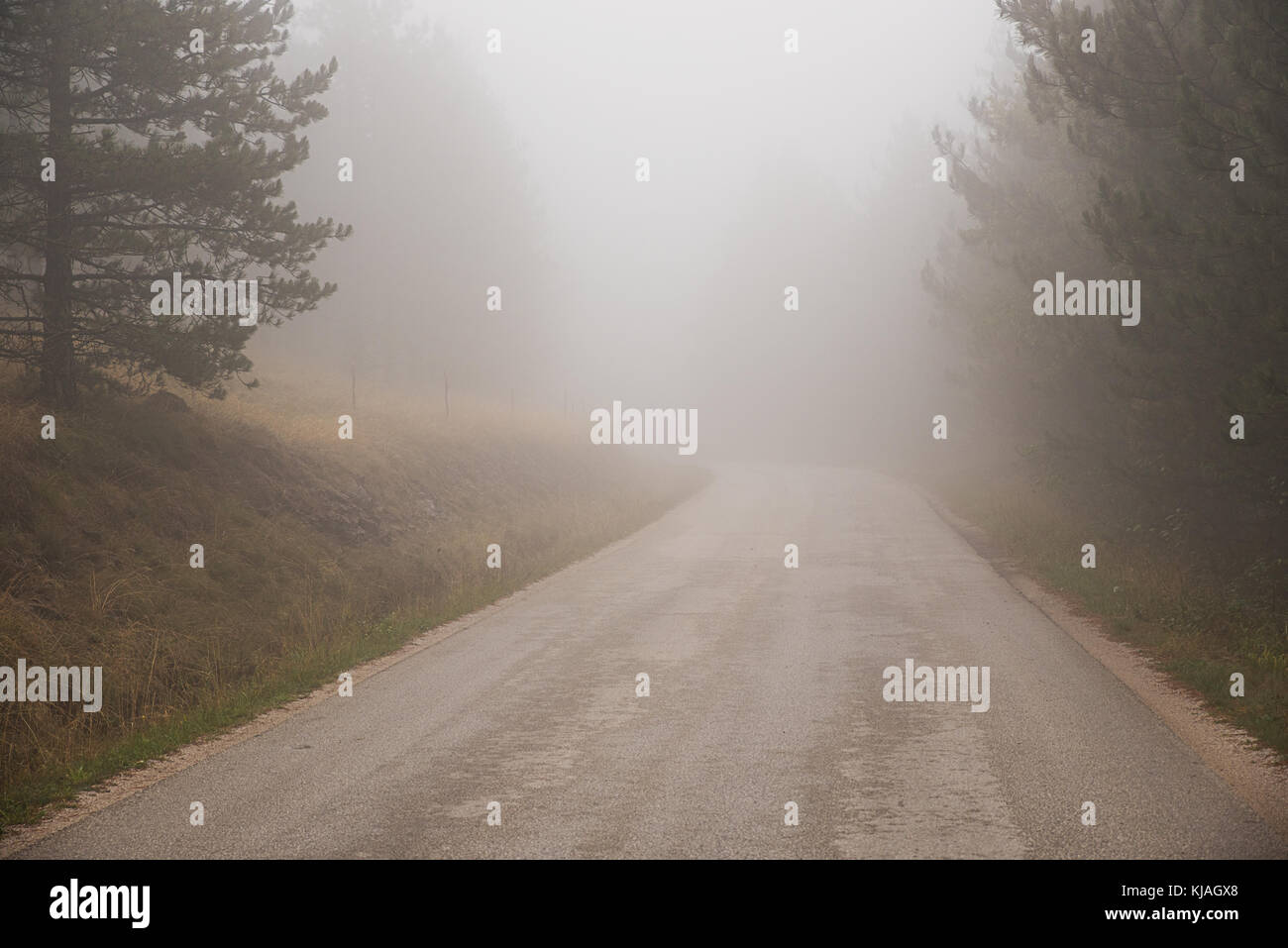 Fog on the road through the forest Stock Photo - Alamy