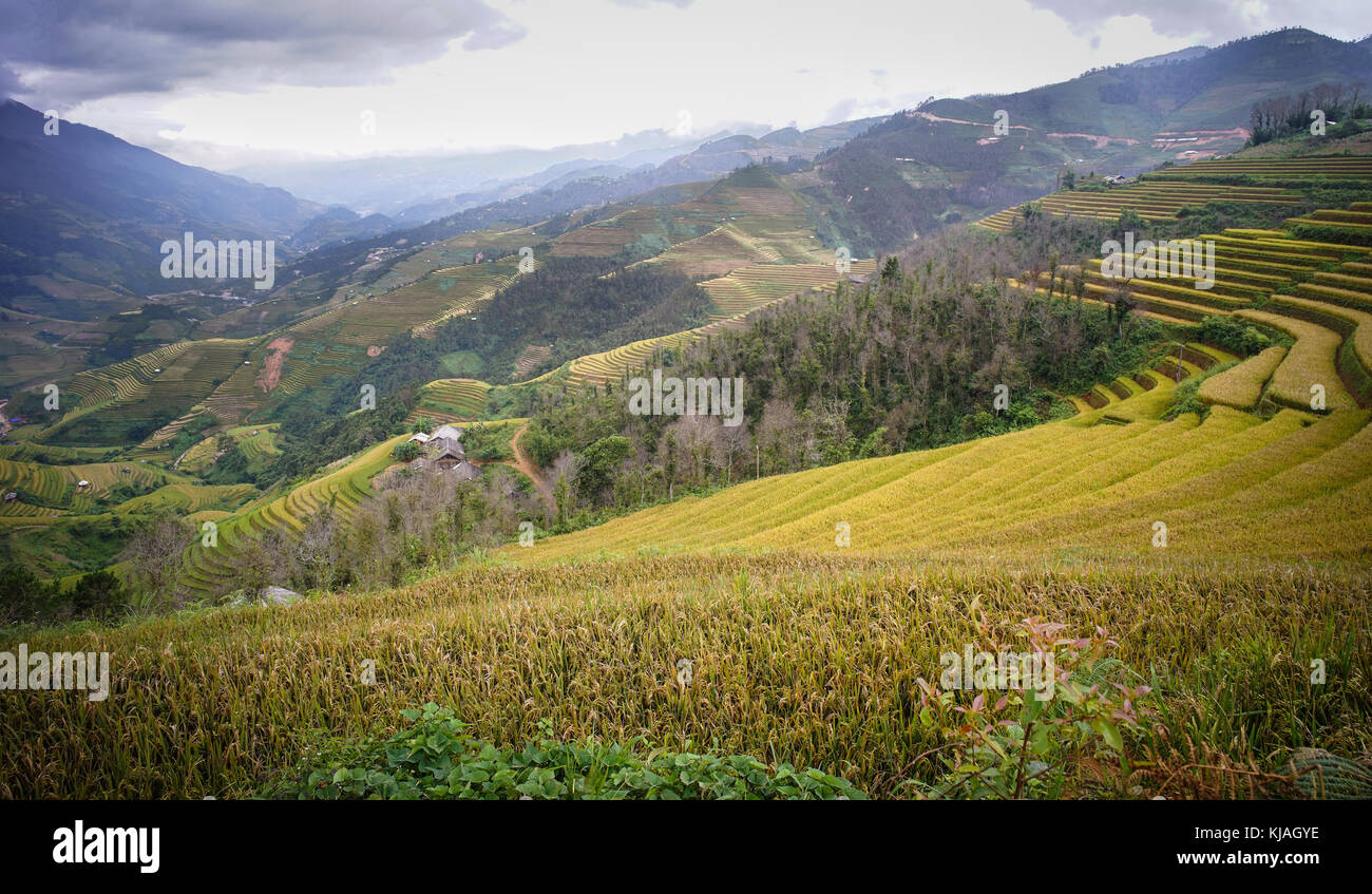 Terraced rice field at autumn in Sapa, Northern Vietnam. Sa Pa has the ...