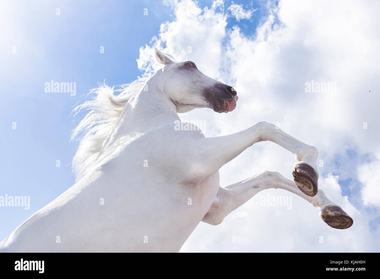 Rearing andalusian horse hi-res stock photography and images - Alamy