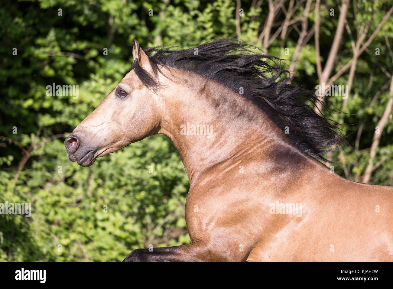 Pure Spanish Horse, Andalusian. Dun stallion galloping on a pasture ...