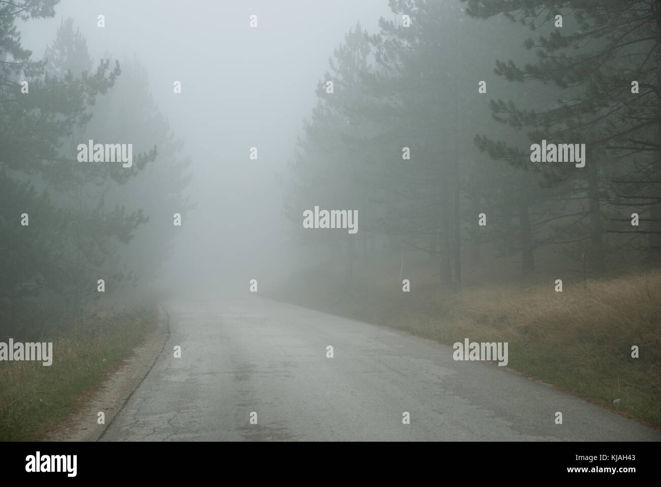 Fog on the road through the forest Stock Photo - Alamy