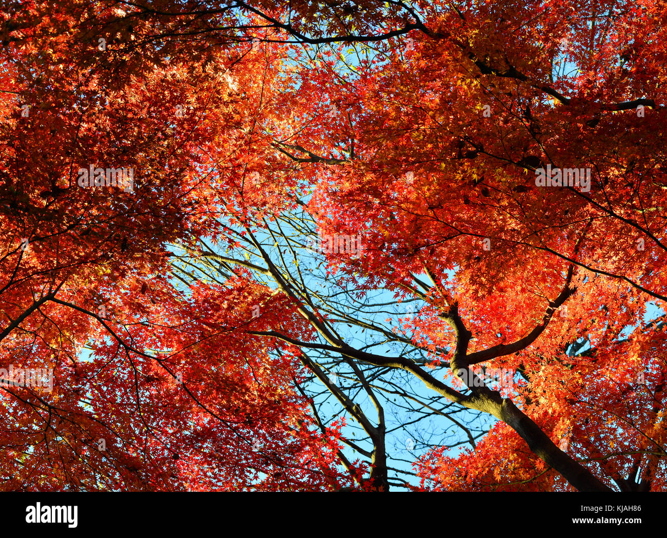 Autumn trees under blue sky in Tokyo, Japan. Maple trees with red ...