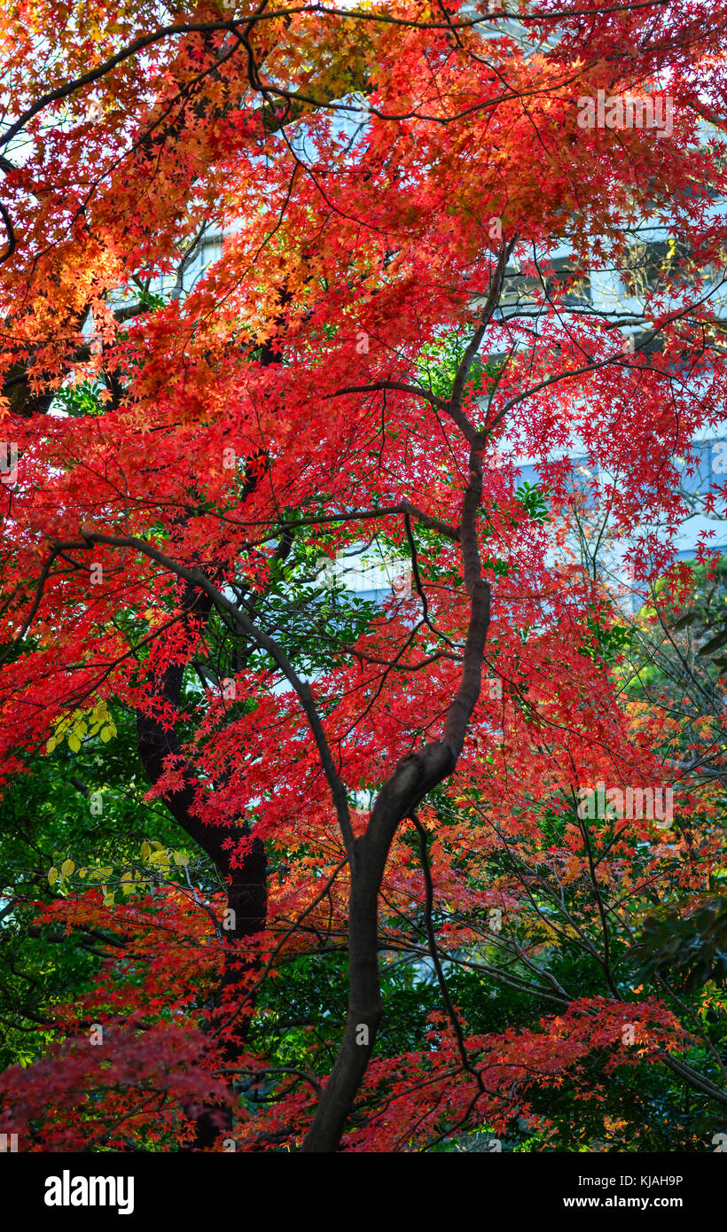 Autumn trees at city park in Tokyo, Japan. Maple trees with red leaves ...