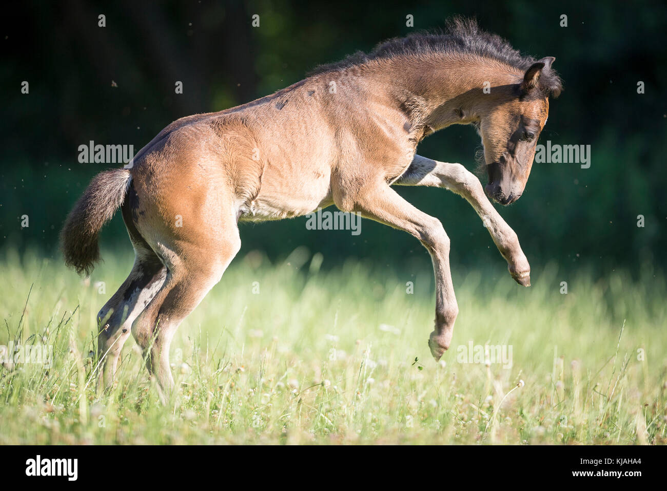 German Riding Pony. Bay colt bucking am a meadow. Germany Stock Photo ...