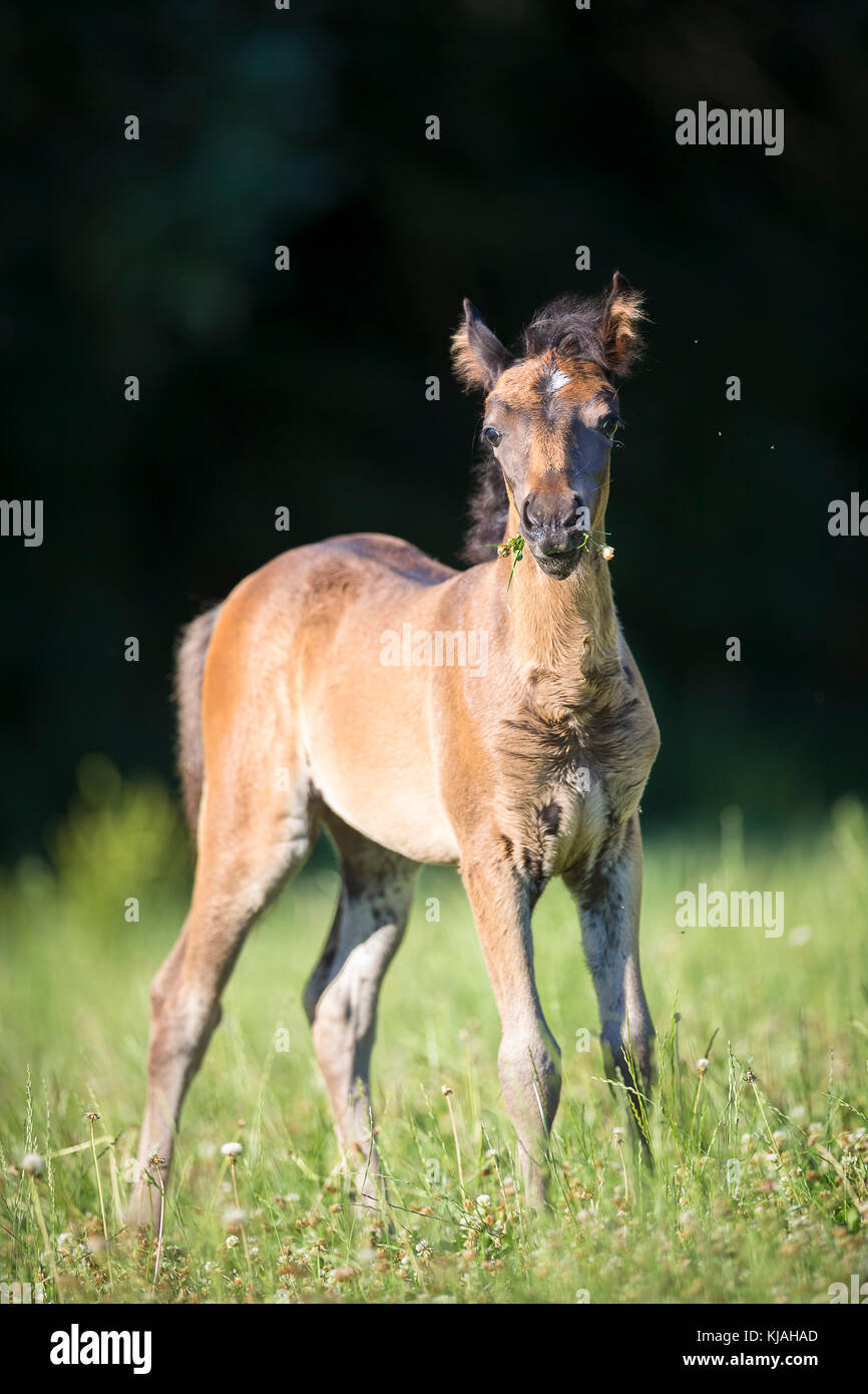 German Riding Pony. Bay foal with grass and flowers in its mouth ...