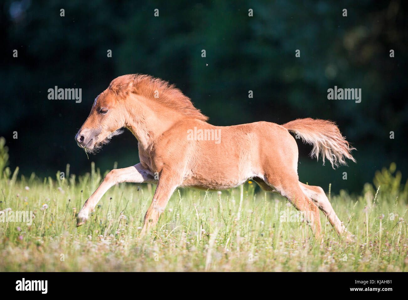 German Riding Pony. Chestnut filly-foal galopping on a meadow. Germany ...