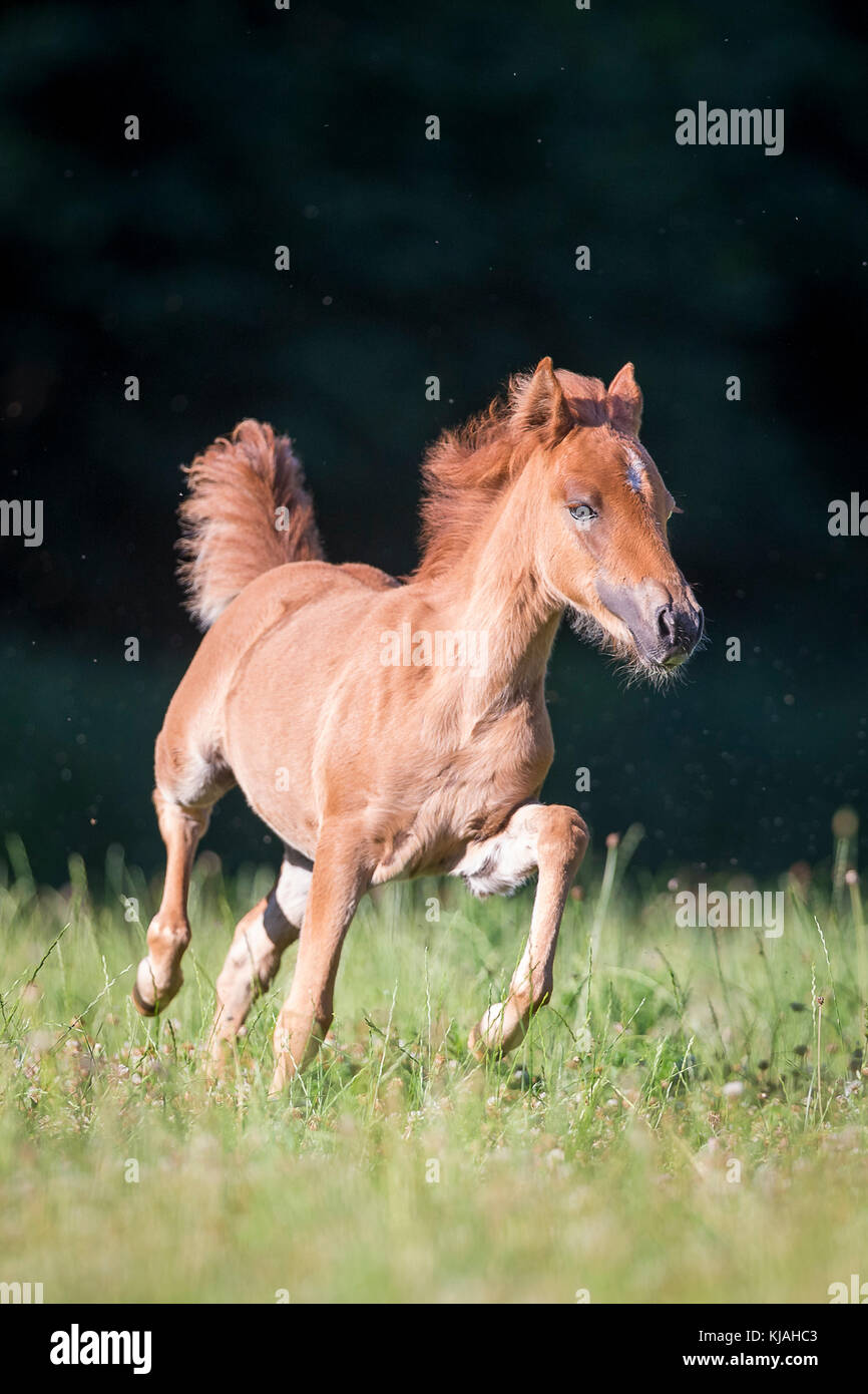 German Riding Pony. Chestnut filly-foal galopping on a meadow. Germany ...