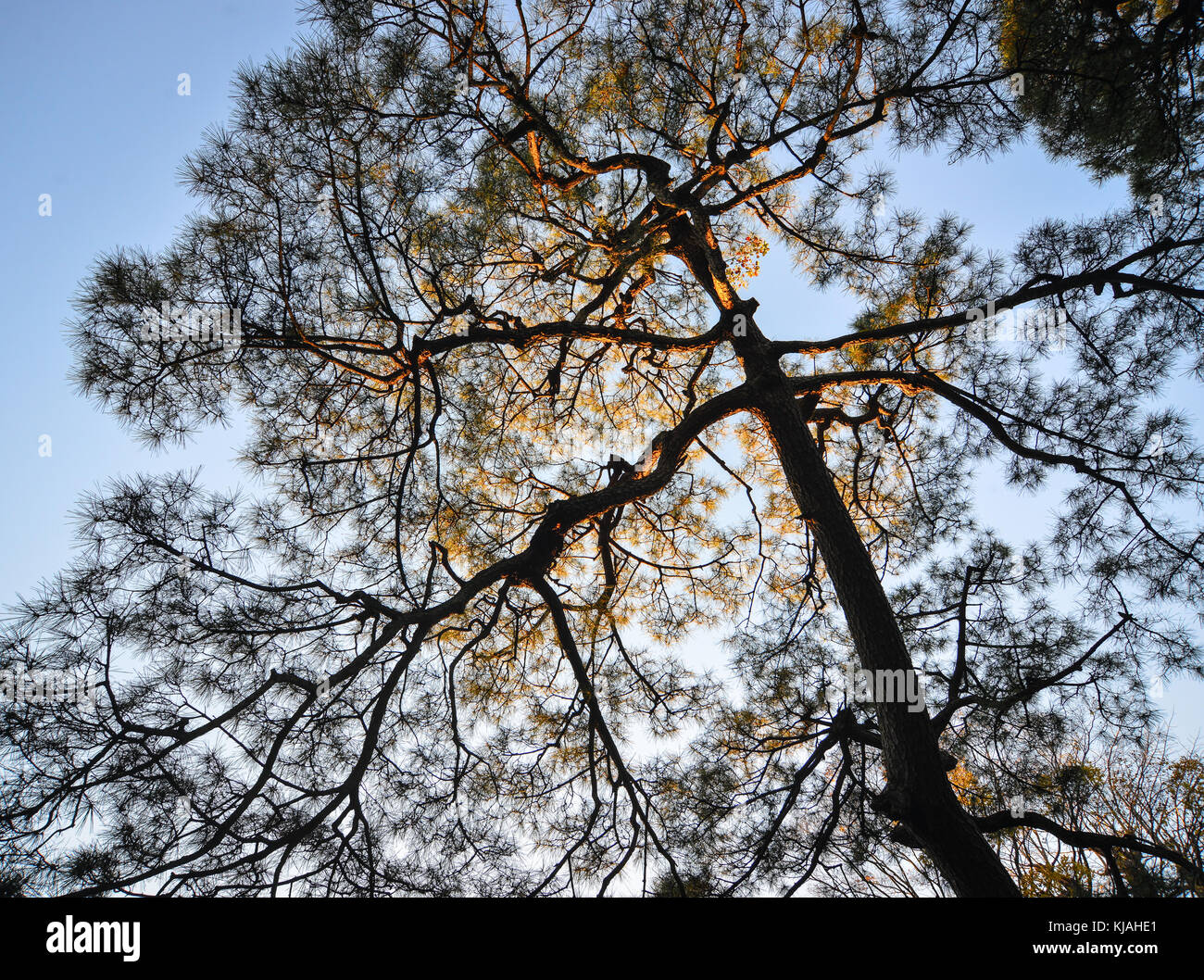 Pine trees under blue sky at Rikugien Garden in Tokyo, Japan Stock ...