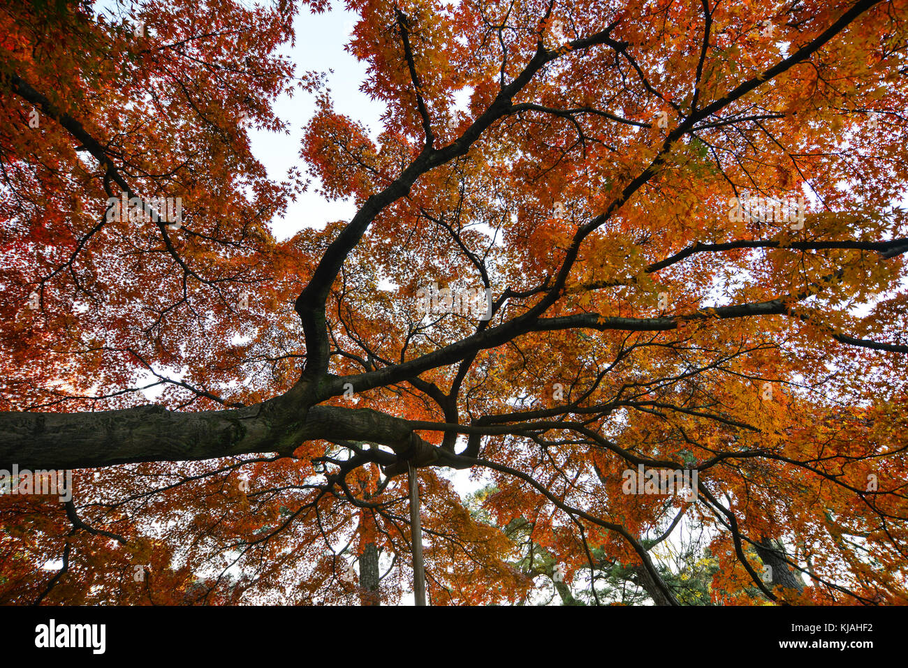 Autumn trees under blue sky at Rikugien Garden in Tokyo, Japan Stock ...