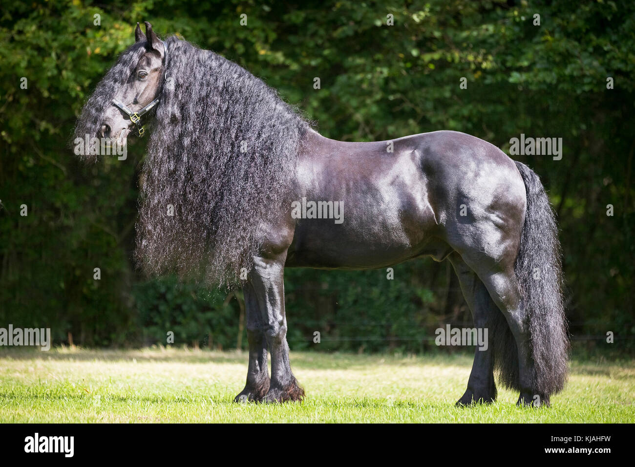 Friesian horse standing on hi-res stock photography and images - Alamy