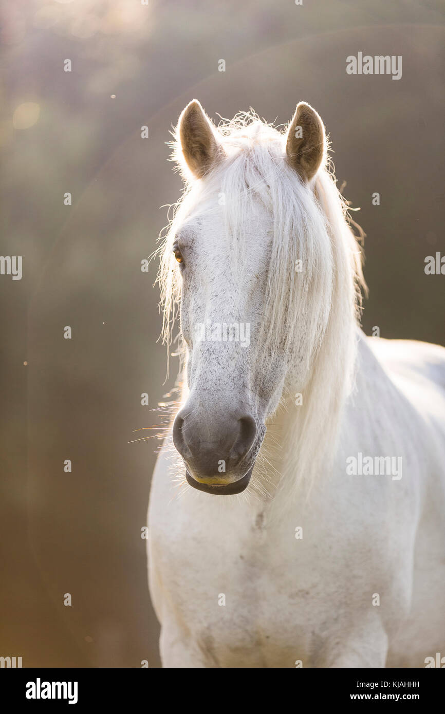 Gray ponies hi-res stock photography and images - Alamy