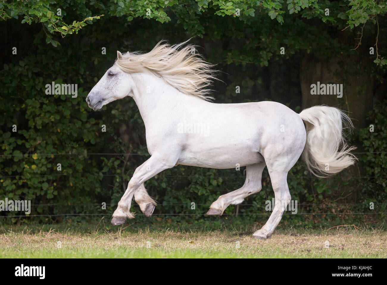 Highland pony hi-res stock photography and images - Alamy