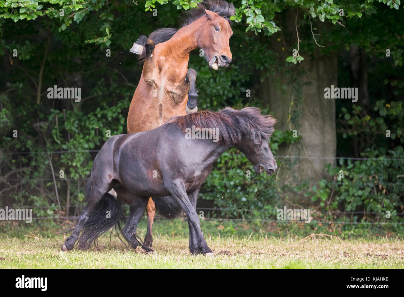 Icelandic Horse. Bay and black horse fighting on a pasture. Germany ...