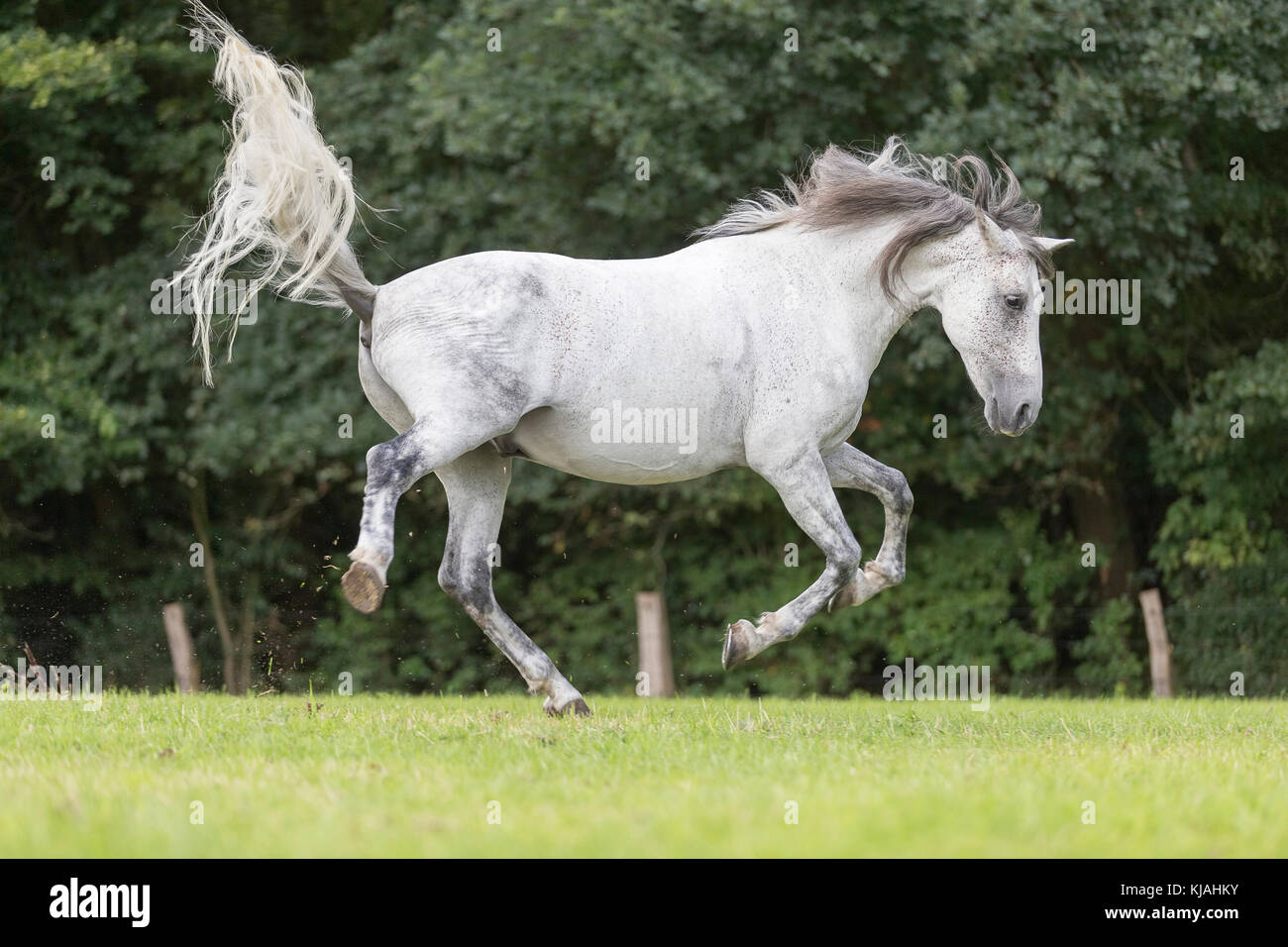 Pure Spanish Horse, Andalusian. Gray gelding bucking on a meadow ...