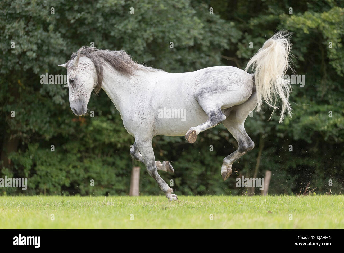Pure Spanish Horse, Andalusian. Gray gelding bucking on a meadow ...