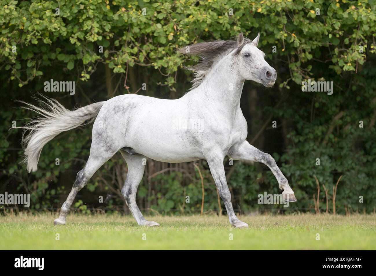 Pure Spanish Horse, Andalusian. Gray gelding galopping on a meadow ...