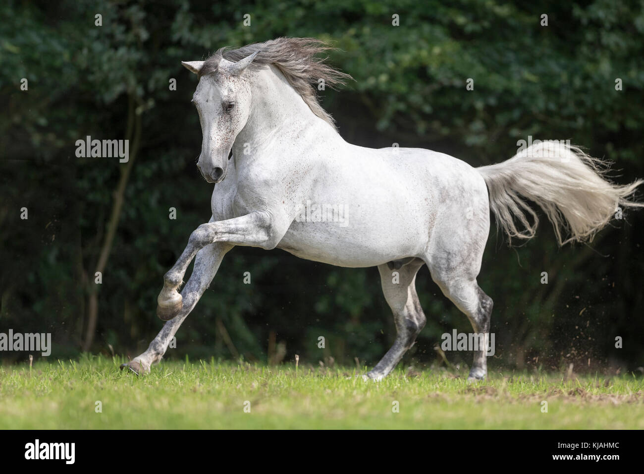 Pure Spanish Horse, Andalusian. Gray gelding galopping on a meadow ...