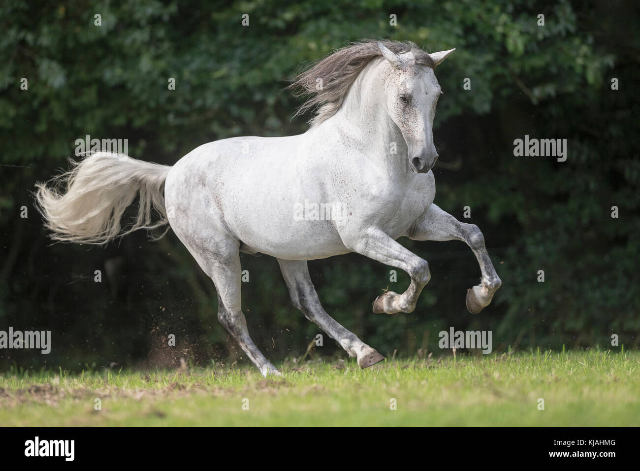 Pure Spanish Horse, Andalusian. Gray gelding galopping on a meadow ...