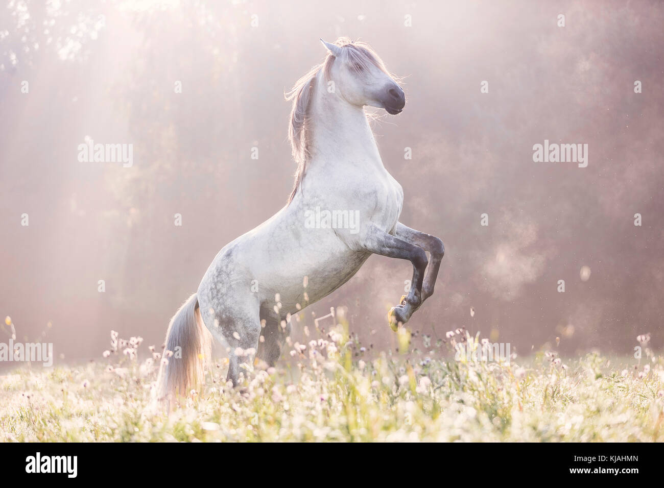 Rearing andalusian horse hi-res stock photography and images - Alamy