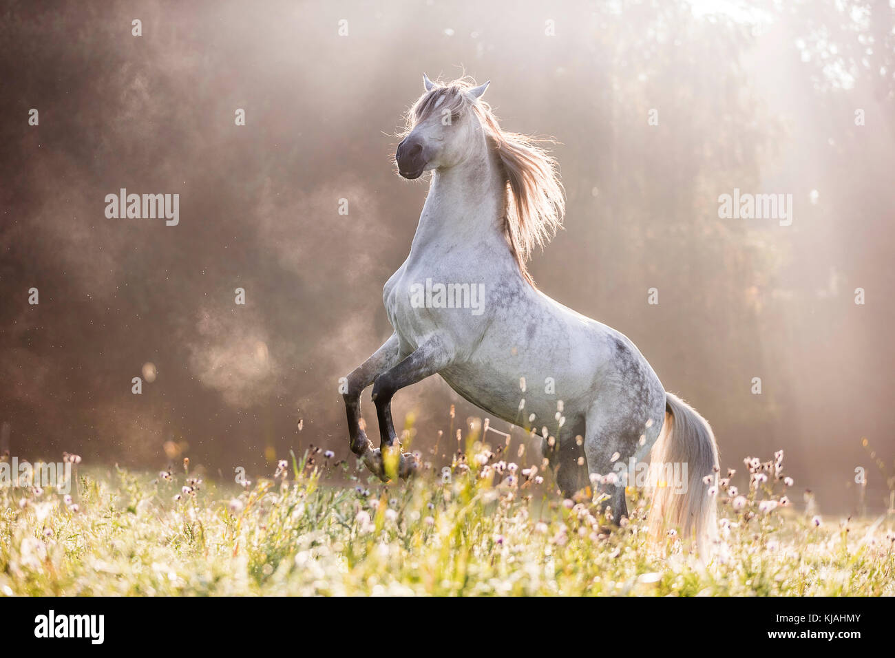 Rearing andalusian horse hi-res stock photography and images - Alamy
