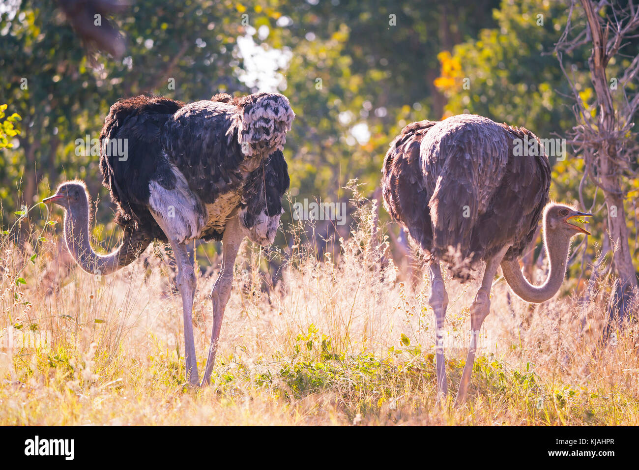 Ostrich (Struthio camelus), on the left side the male, as mirror image ...
