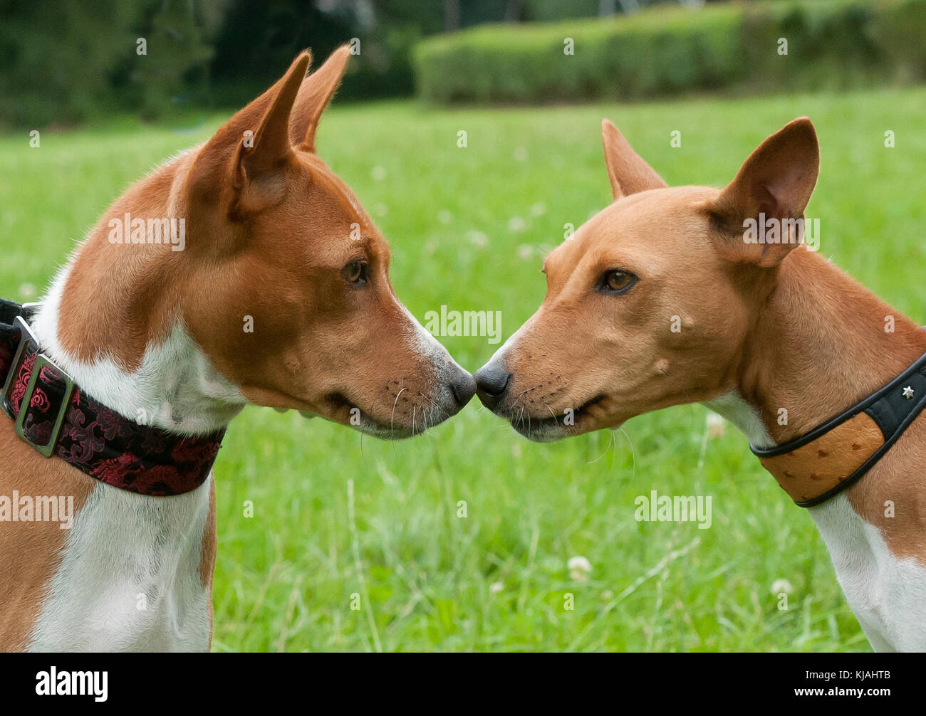 Basenji , two individuals encountering and sniffing at each others ...