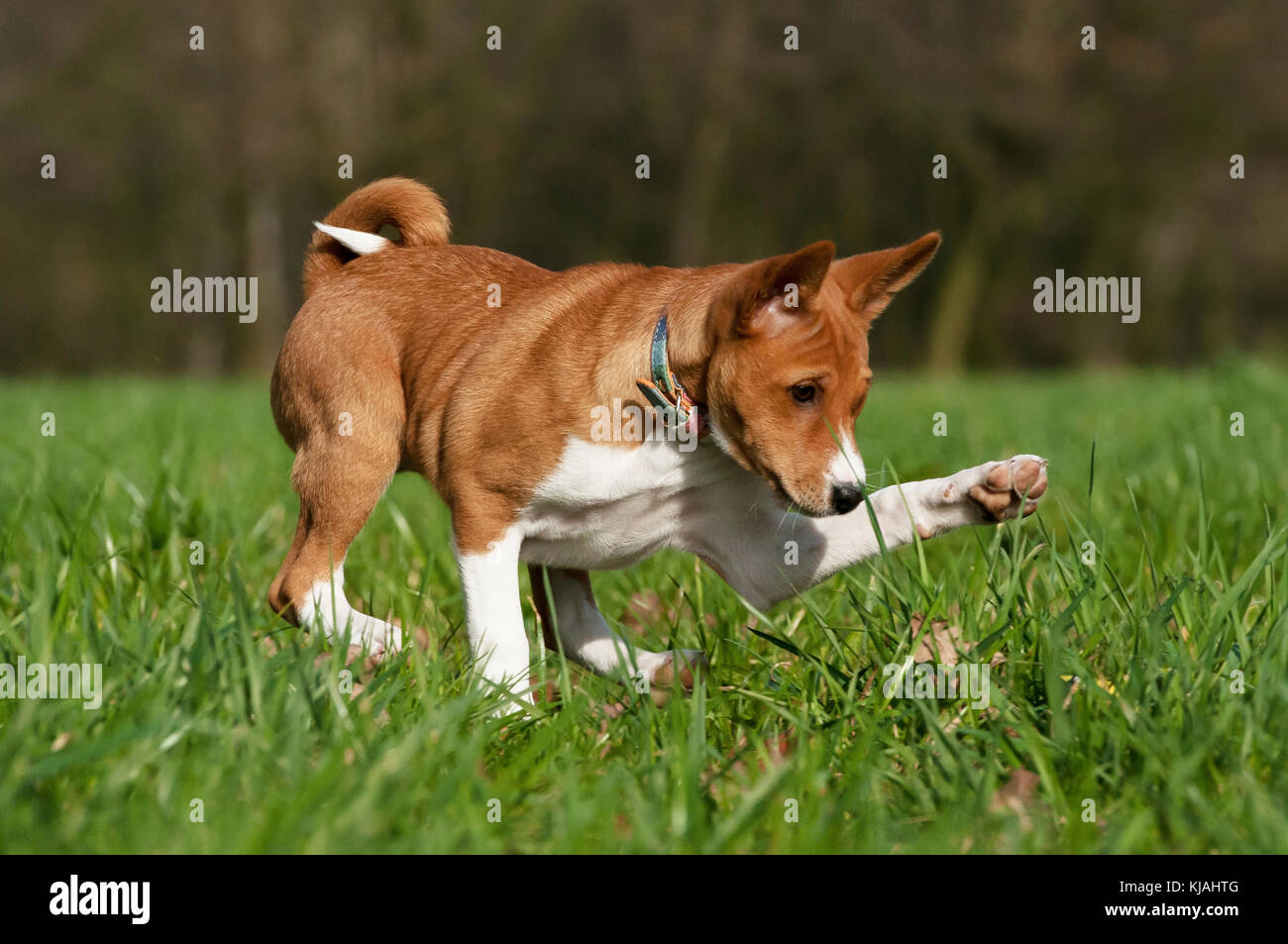 What Should I Expect From My 12 Week Old Puppy