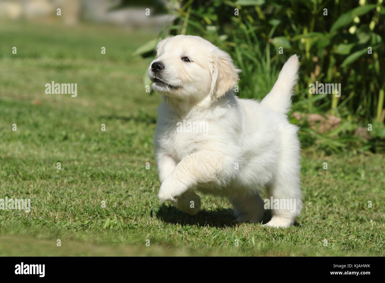 Golden Retriever, 7 weels old male puppy Nigel prancing over the lawn ...