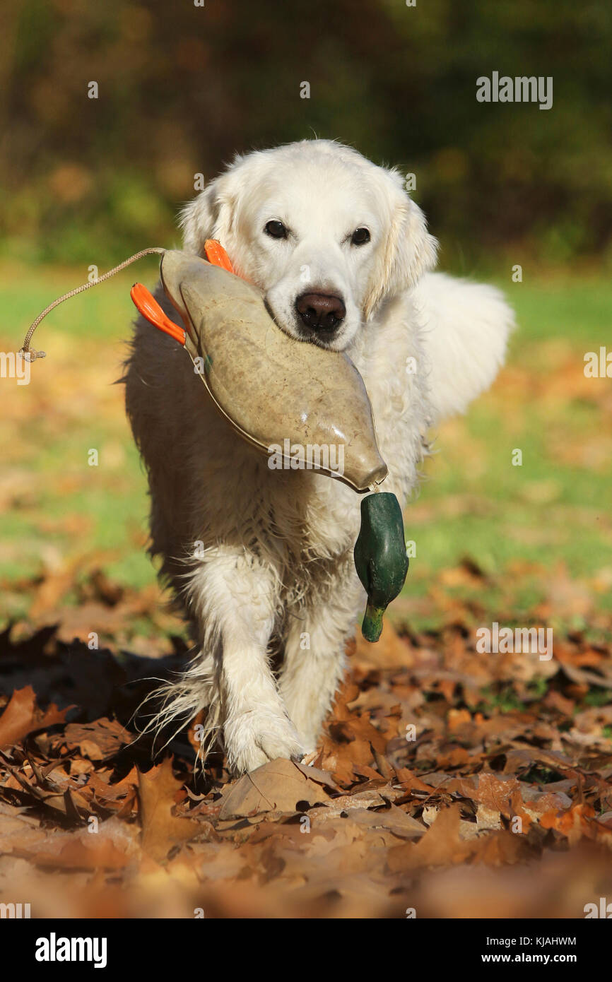 Golden Retriever, 12 years old bitch Erin retrieving a dummy Stock ...