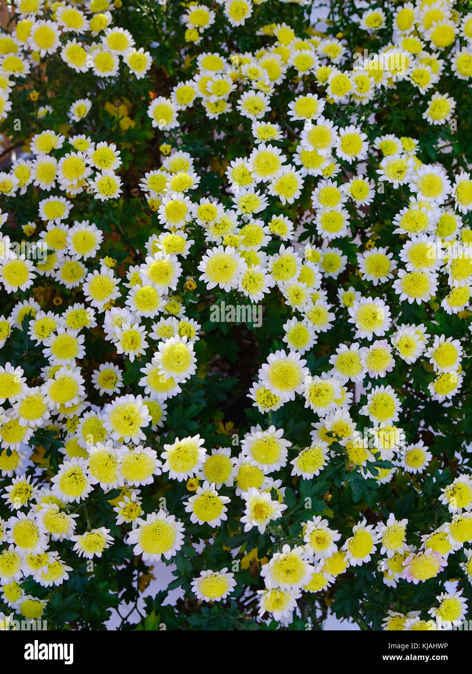 Daisy flowers blooming at the botanic garden in Tokyo, Japan Stock ...