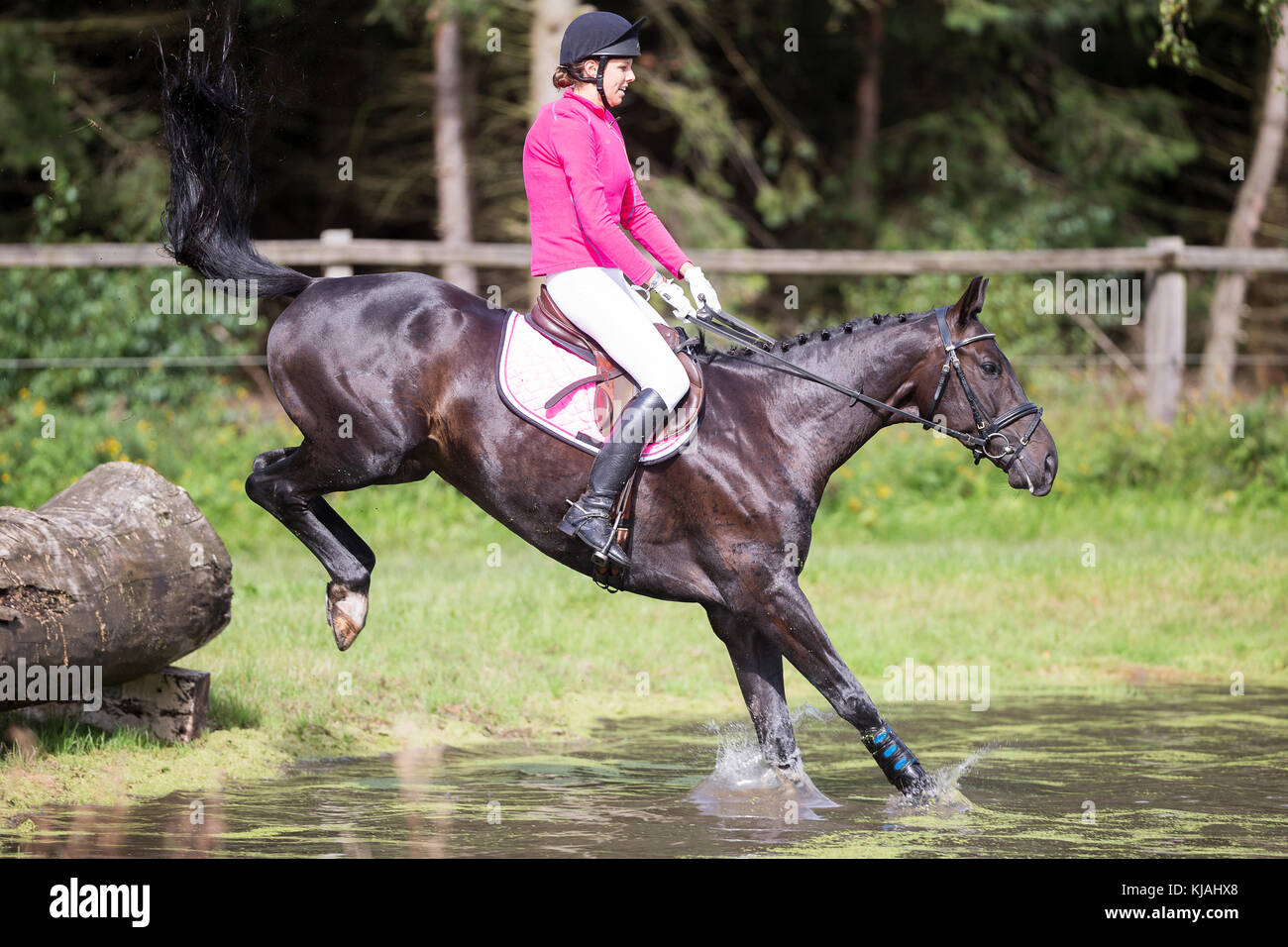 Hanoverian Horse. Rider clearing an obstacle during a cross-country ...