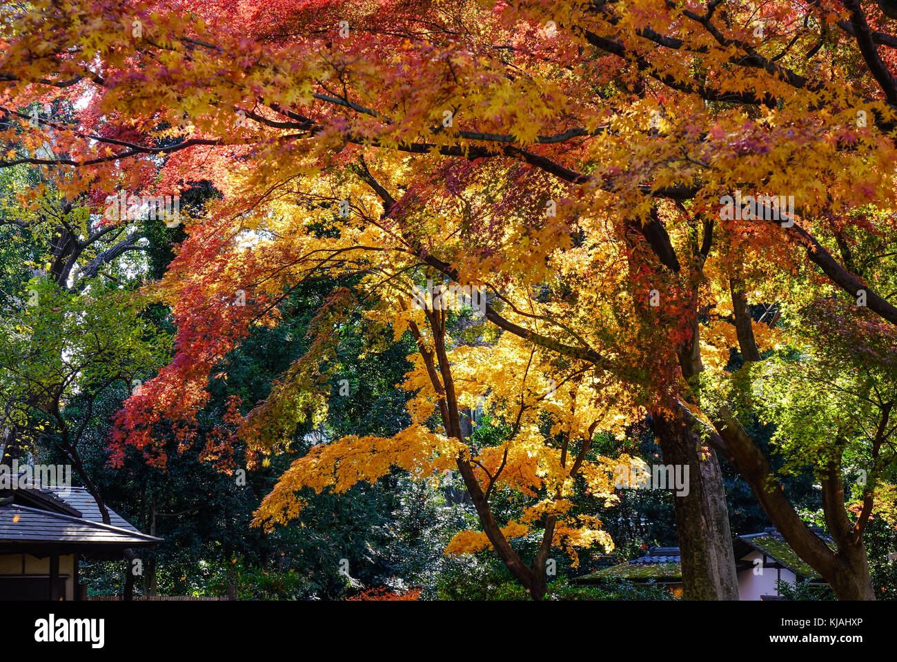 Autumn trees under sun light at Rikugien Garden in Tokyo, Japan ...