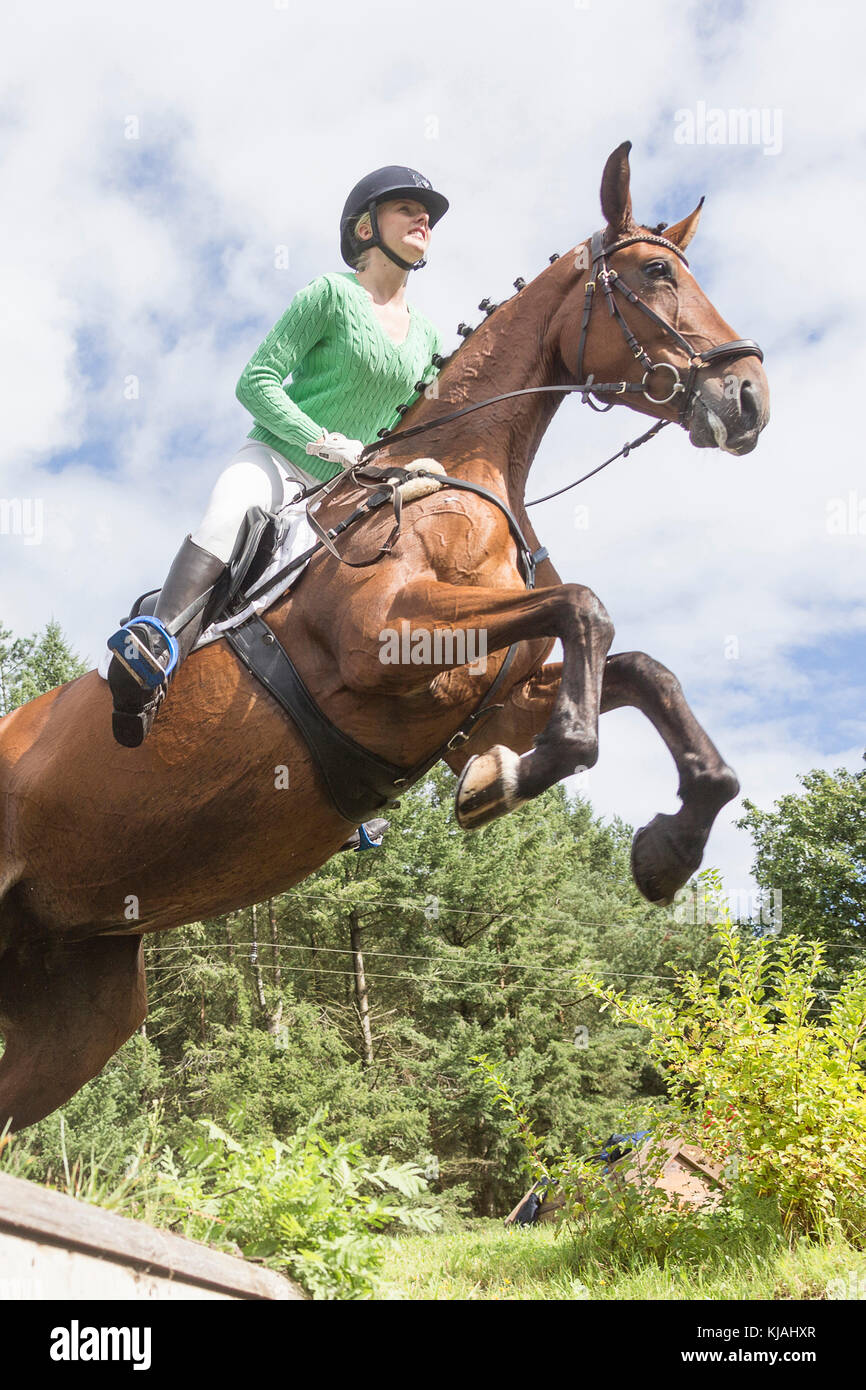Hanoverian Horse. Rider clearing an obstacle during a cross-country ...