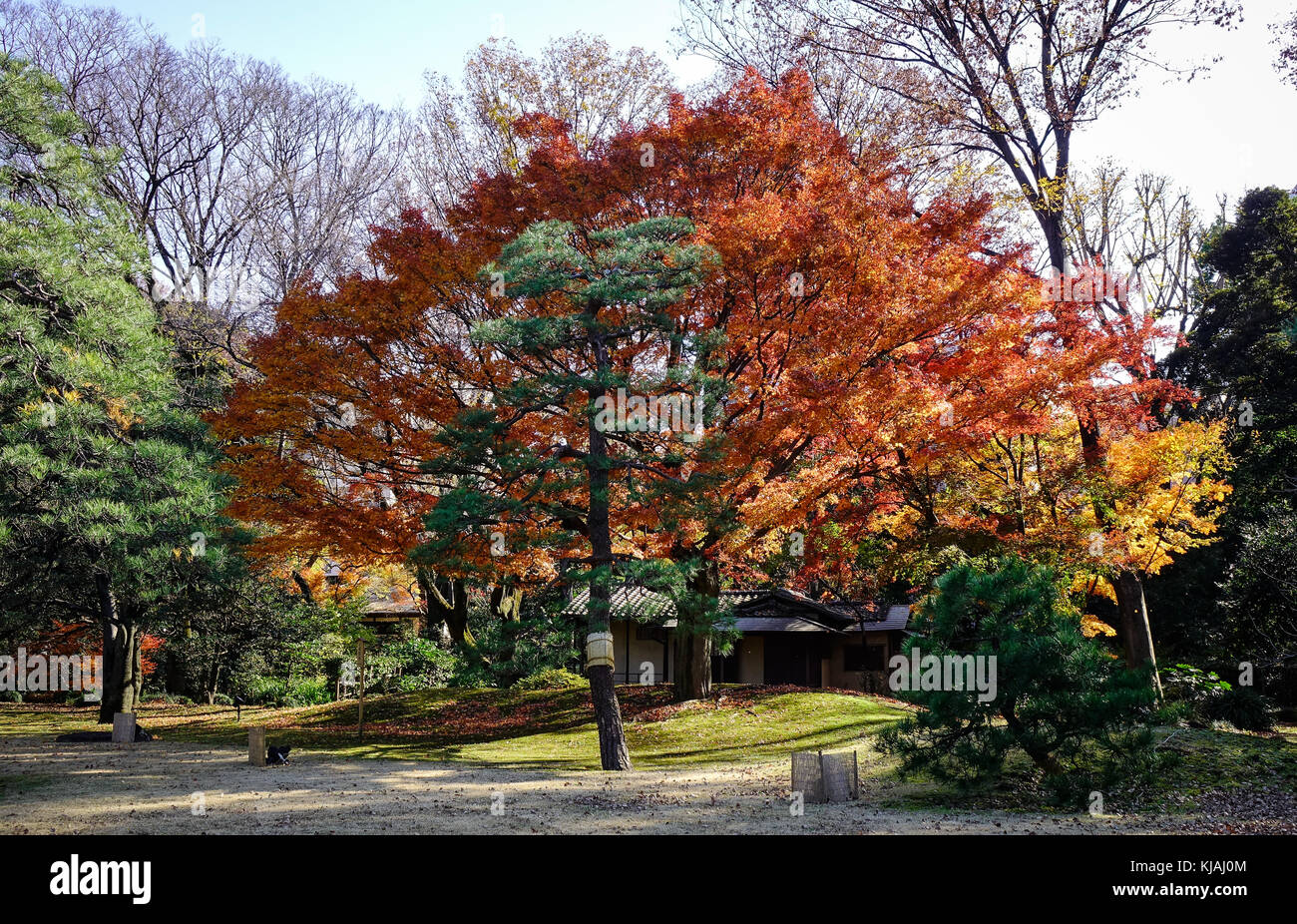 Scenery of Rikugien Garden in Tokyo, Japan. Rikugien Garden (Rikugi-en ...